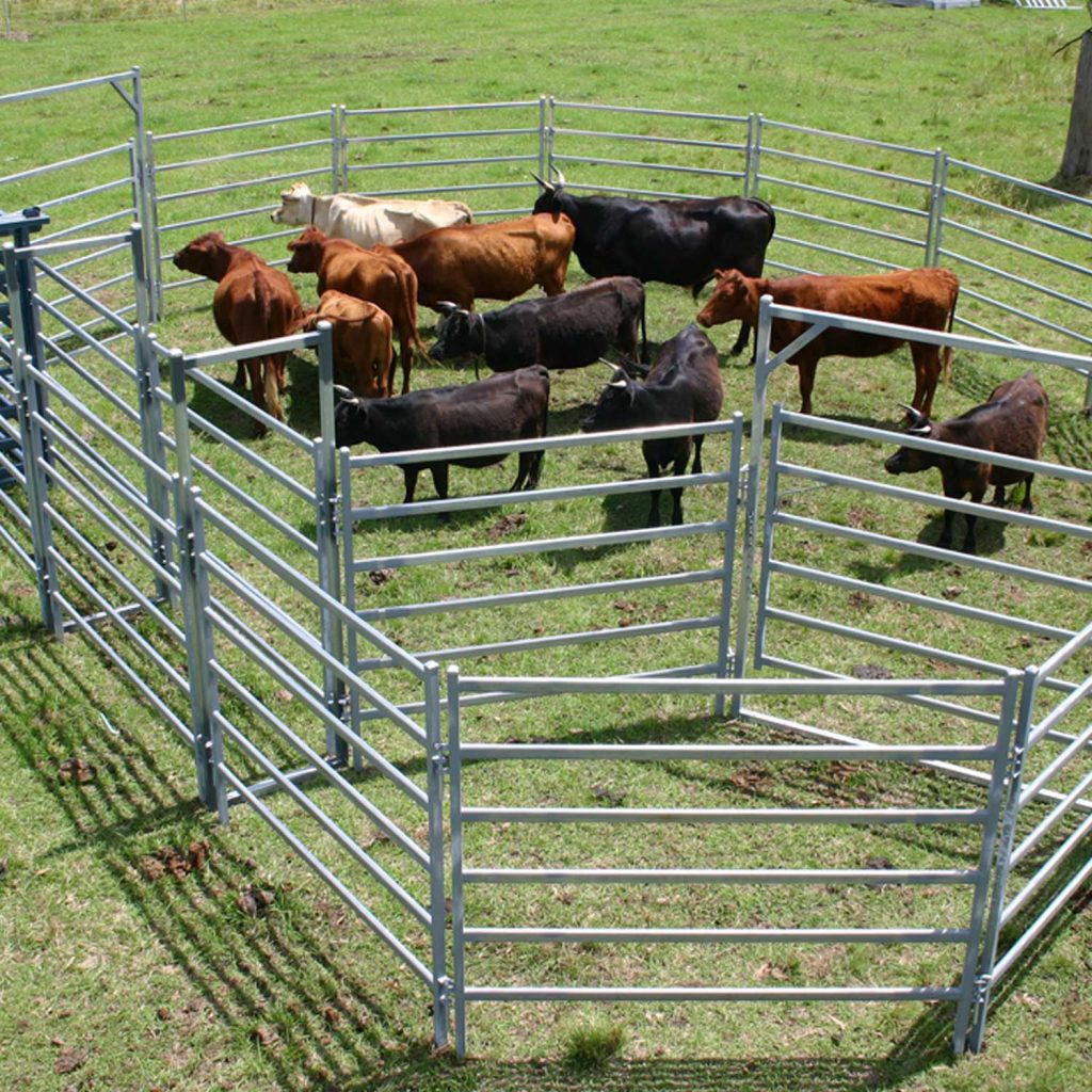 Cattle Equipment Archives - Cavalier Livestock Equipment
