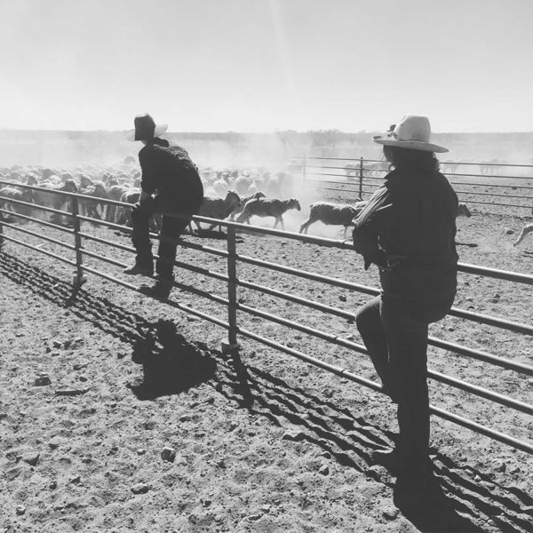 Sheep Equipment - Cavalier Livestock Equipment