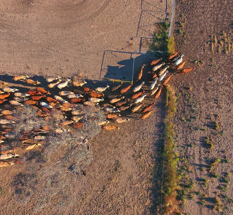 Home - Cavalier Livestock Equipment